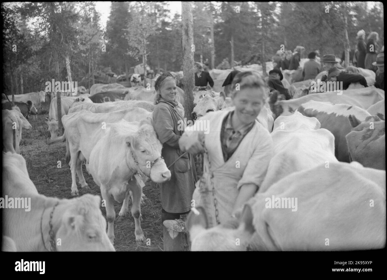 Evacuation of Finnish refugees, autumn 1944 Stock Photo - Alamy