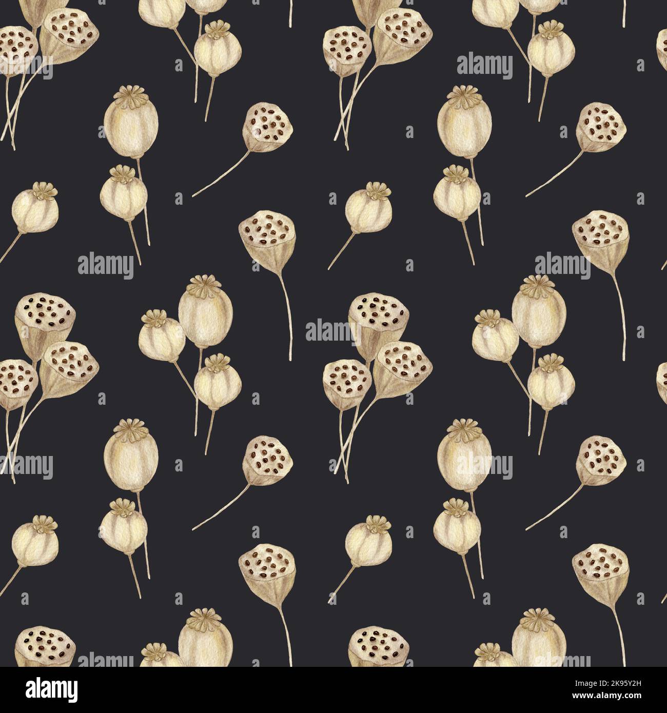 Lotus seeds. Watercolor Seamless Pattern With Dry Lotus Seed Head and ...
