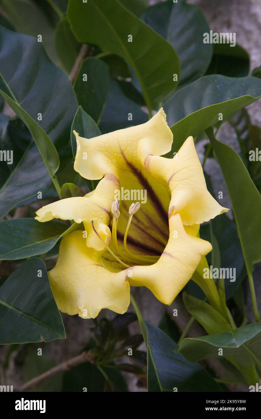 Small town flower hi-res stock photography and images - Alamy