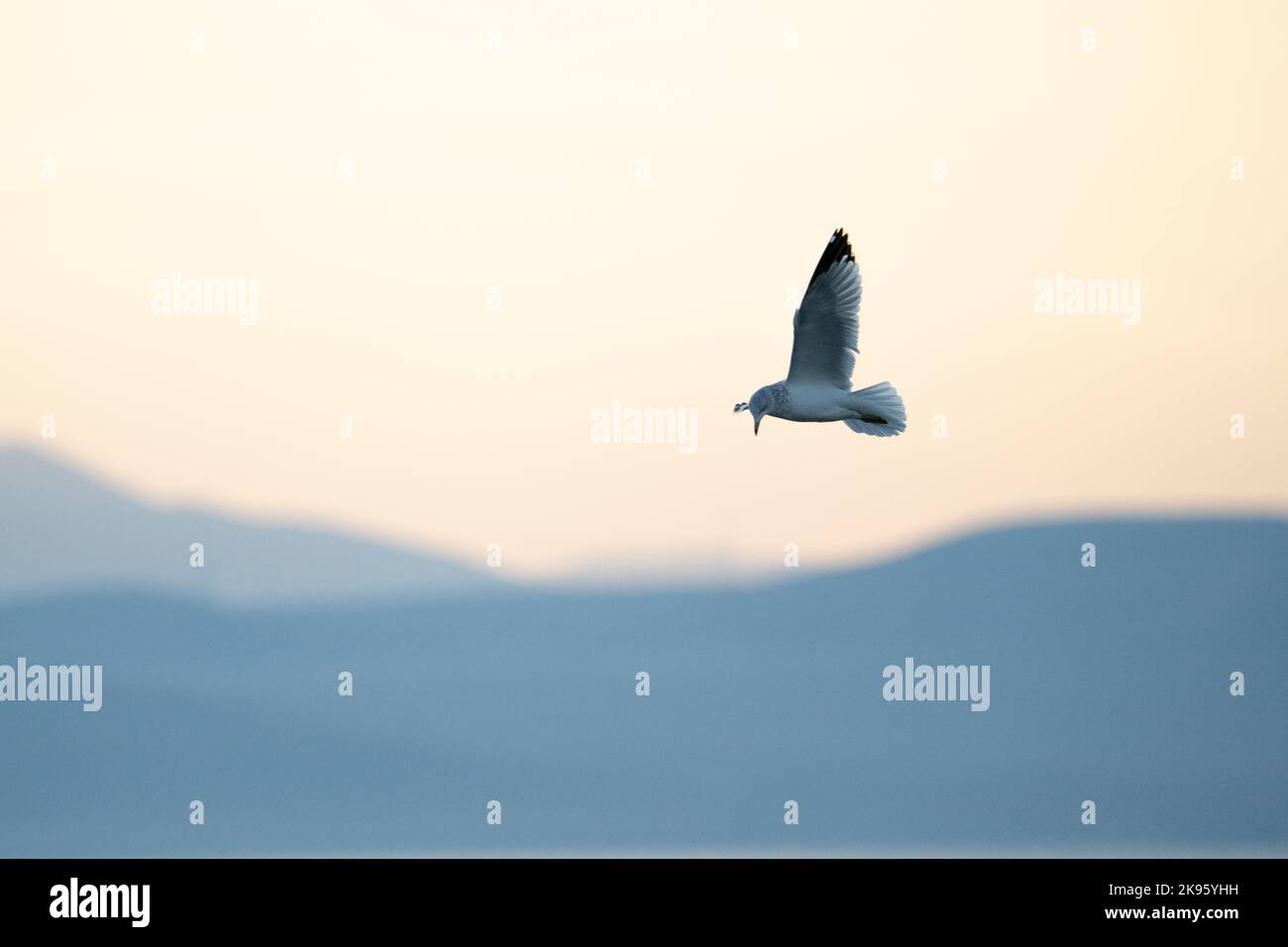 The seagull flying in the sunset sky over the mountains, close-up Stock ...