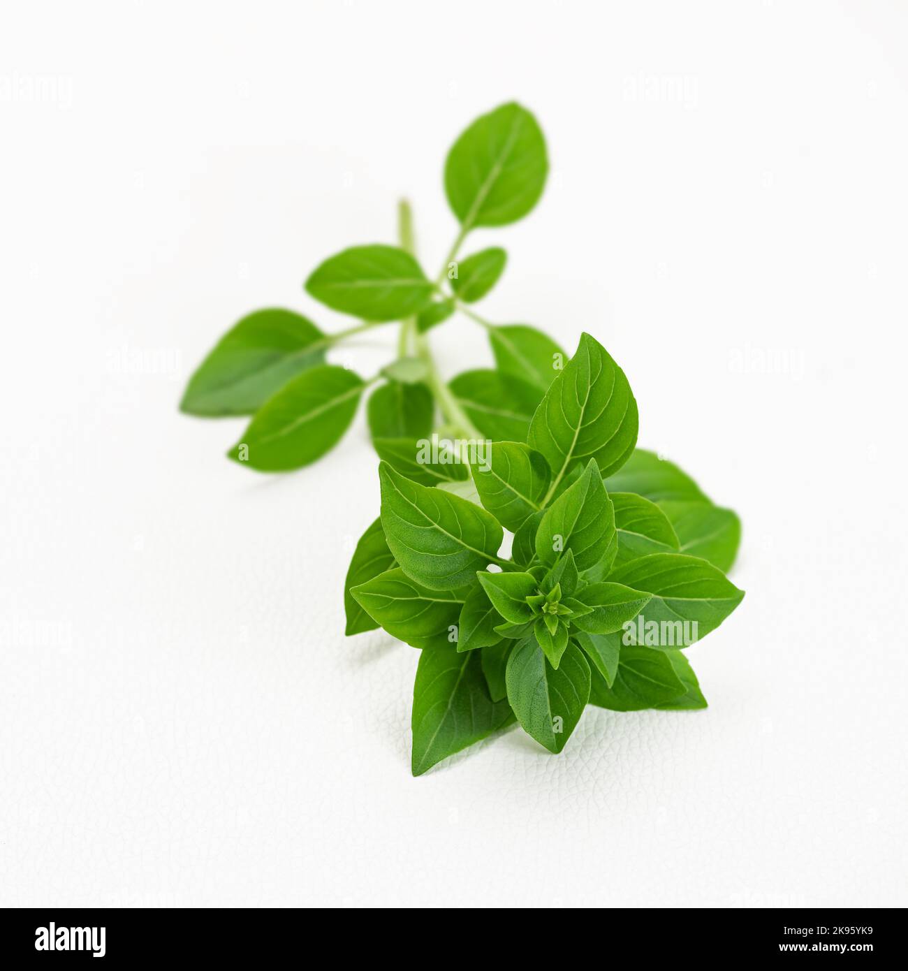 Greek basil hi-res stock photography and images - Alamy