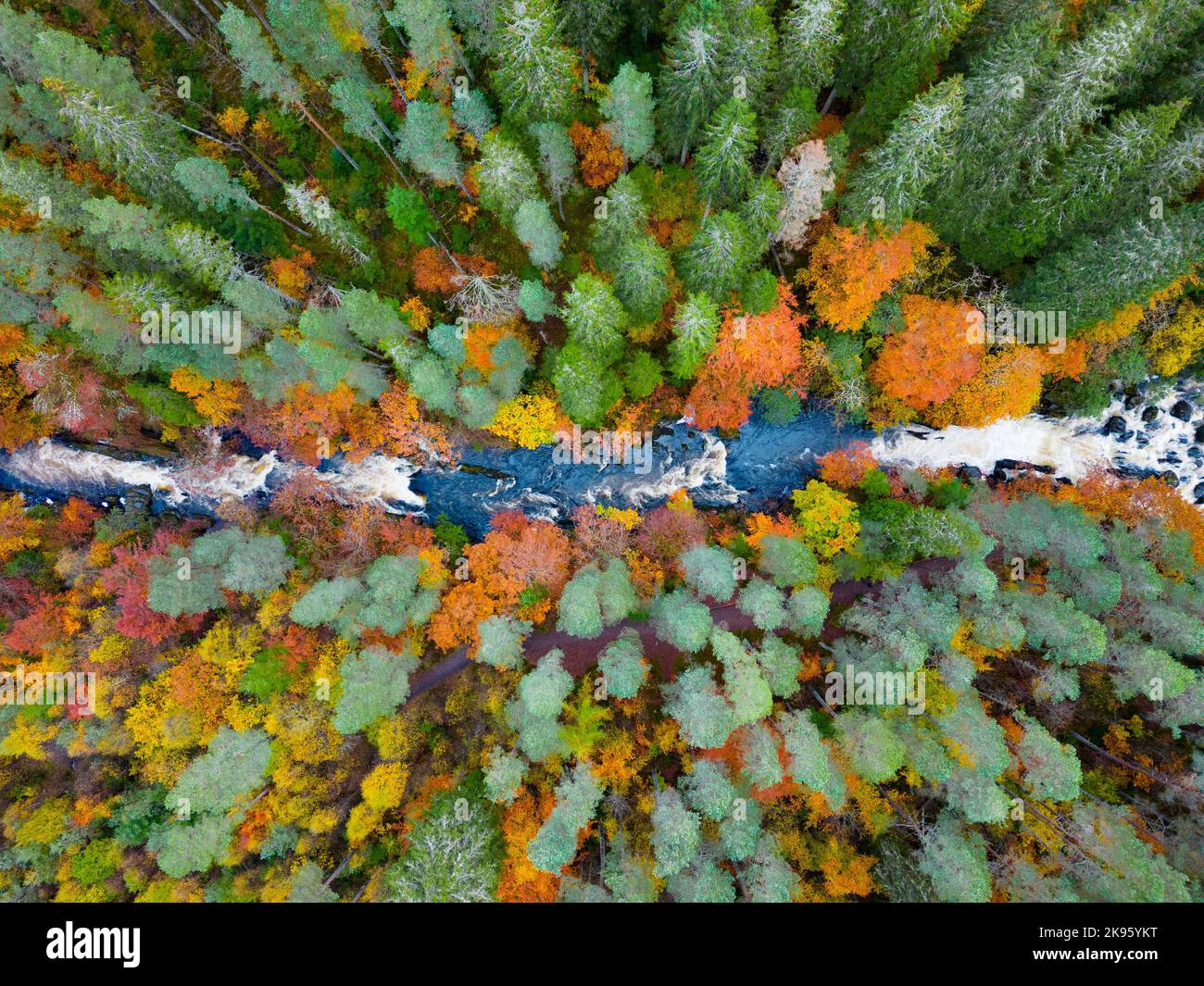 Aerial view of autumn colours surrounding Falls of Braan on River Braan ...