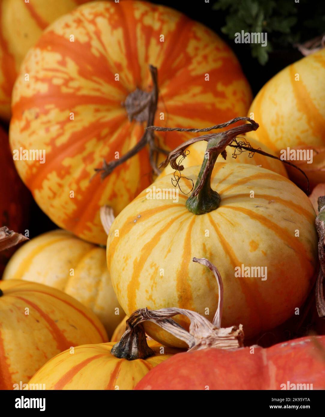 Collection of autumn squashes Stock Photo - Alamy