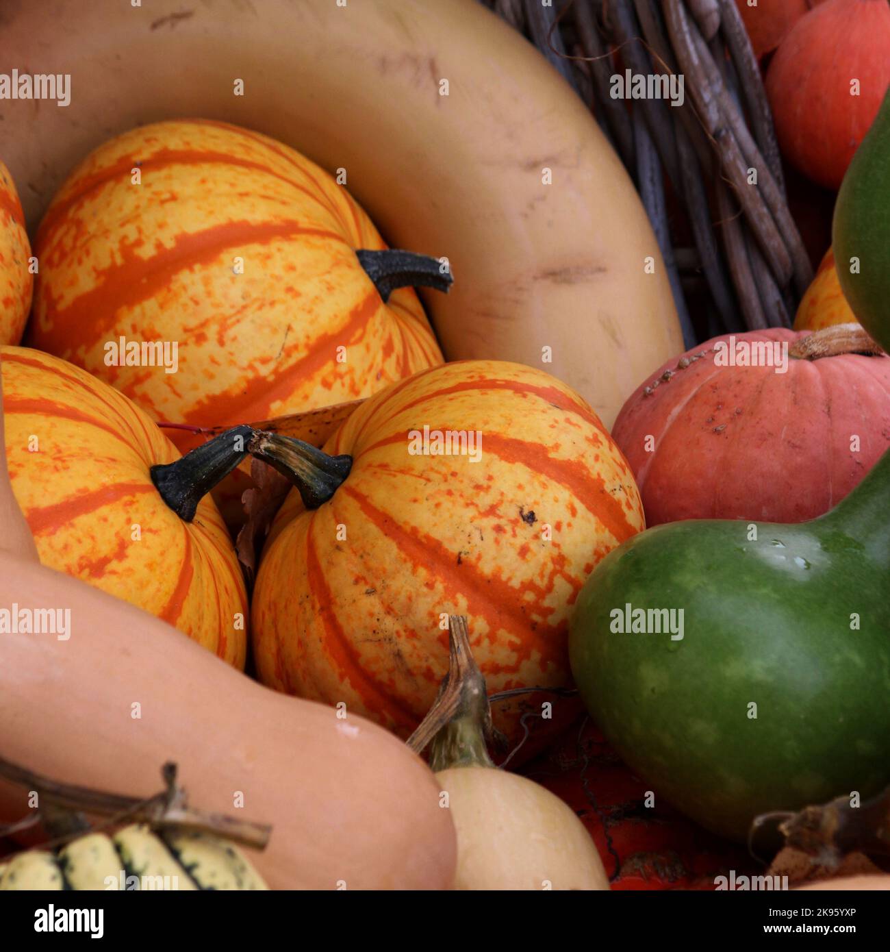 Green and orange squashes hi-res stock photography and images - Alamy