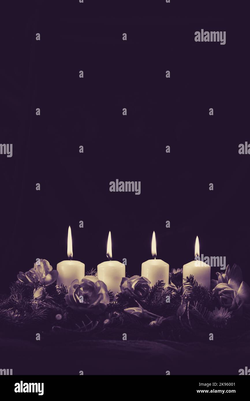 fourth burning advent candle on decorated rose flower pink advent ...