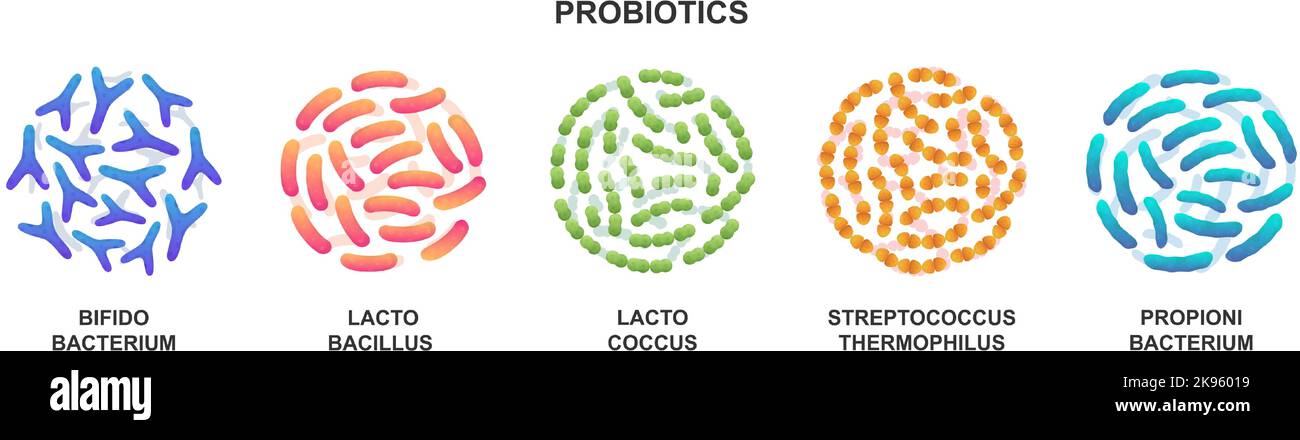 Probiotics. Lactic acid bacterium. Bifidobacterium, lactobacillus ...