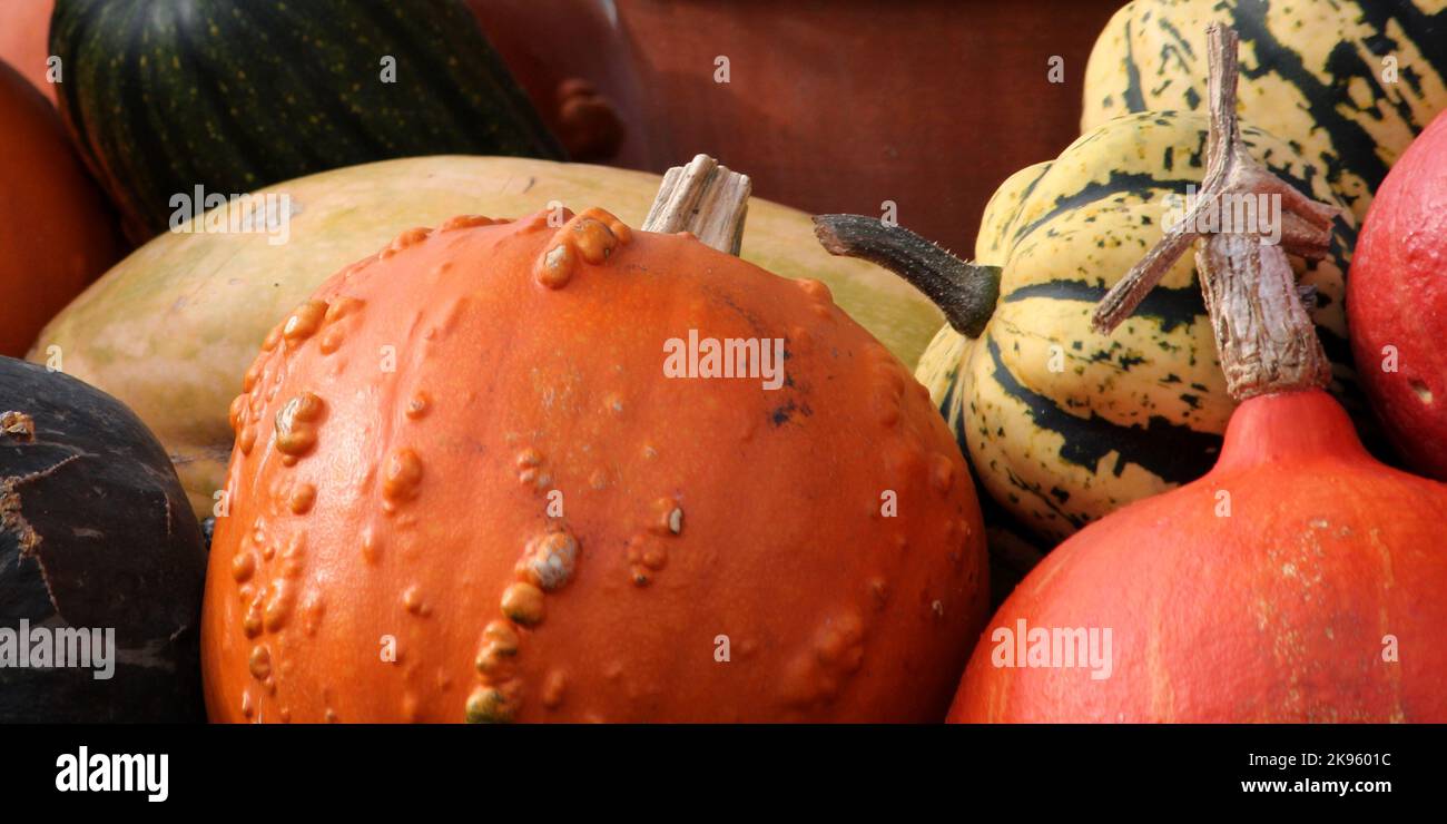 Collection of autumn squashes Stock Photo - Alamy