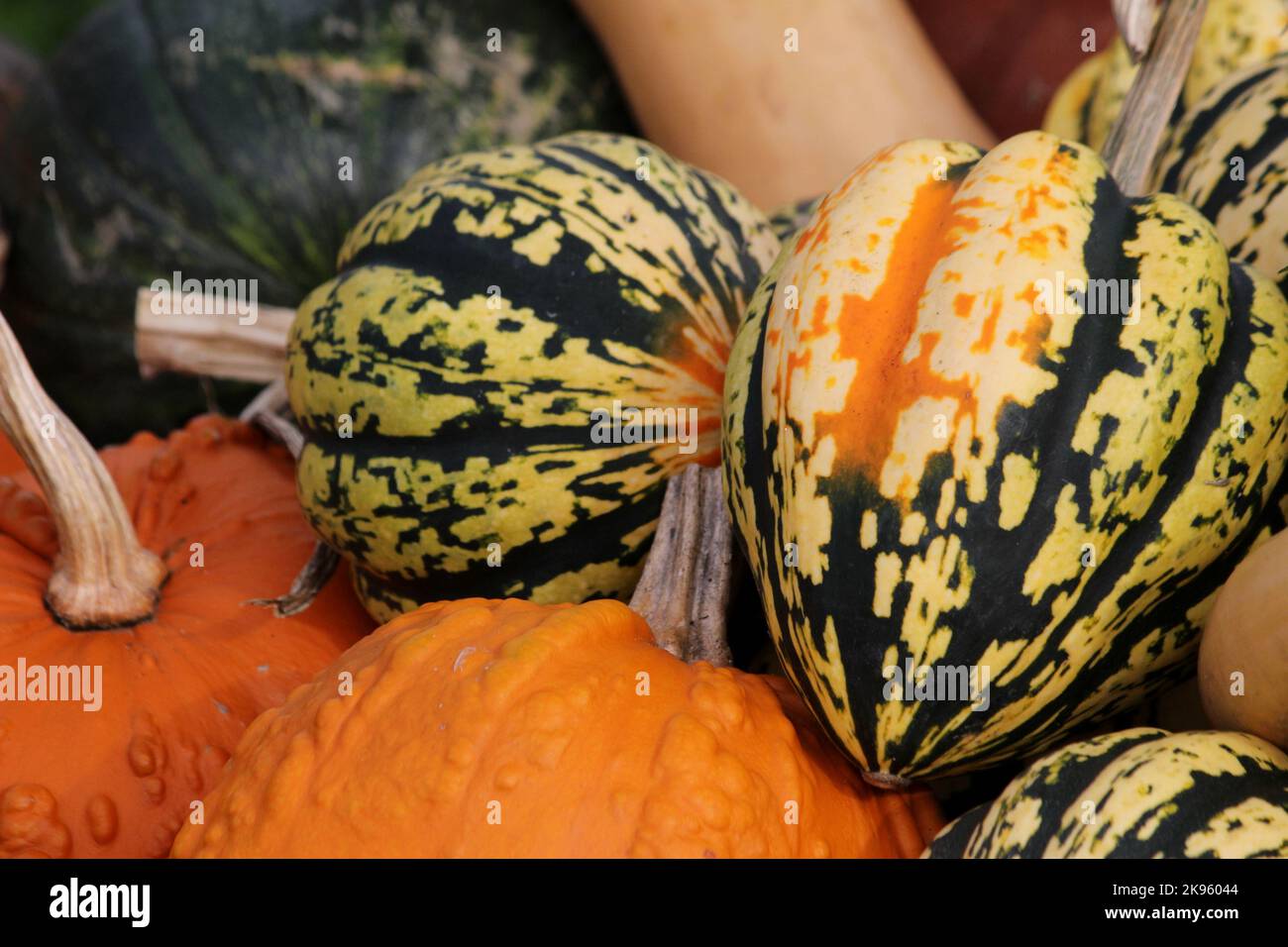 Collection of autumn squashes Stock Photo - Alamy