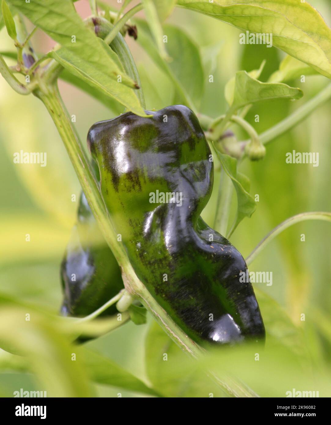 Capsicum annuum plant hi-res stock photography and images - Alamy