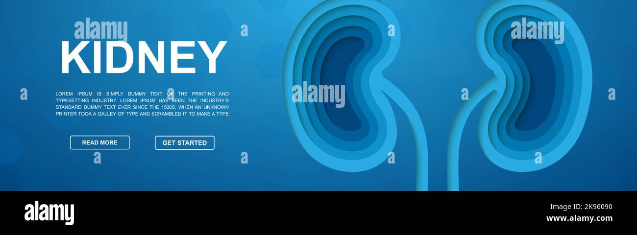 Kidneys 3d paper cut symbol for head promotion banner. Urinary design ...