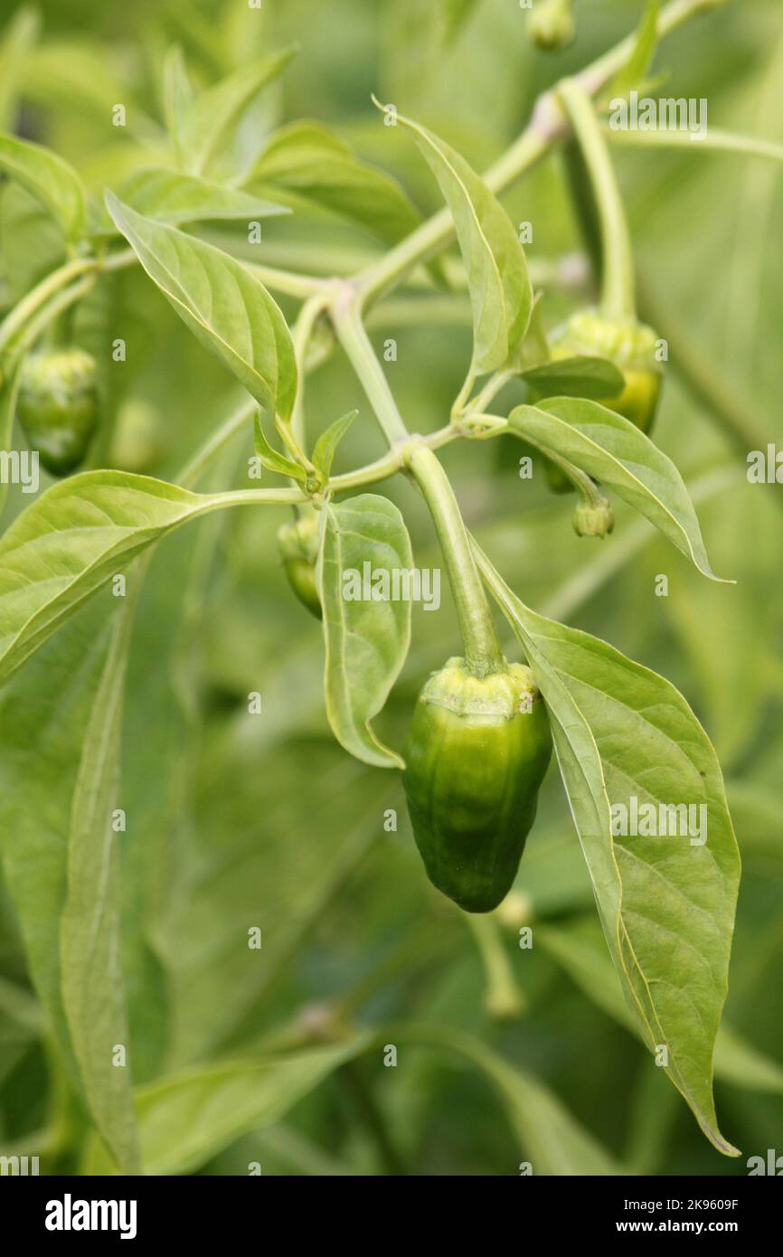 Capsicum annuum plant hi-res stock photography and images - Alamy