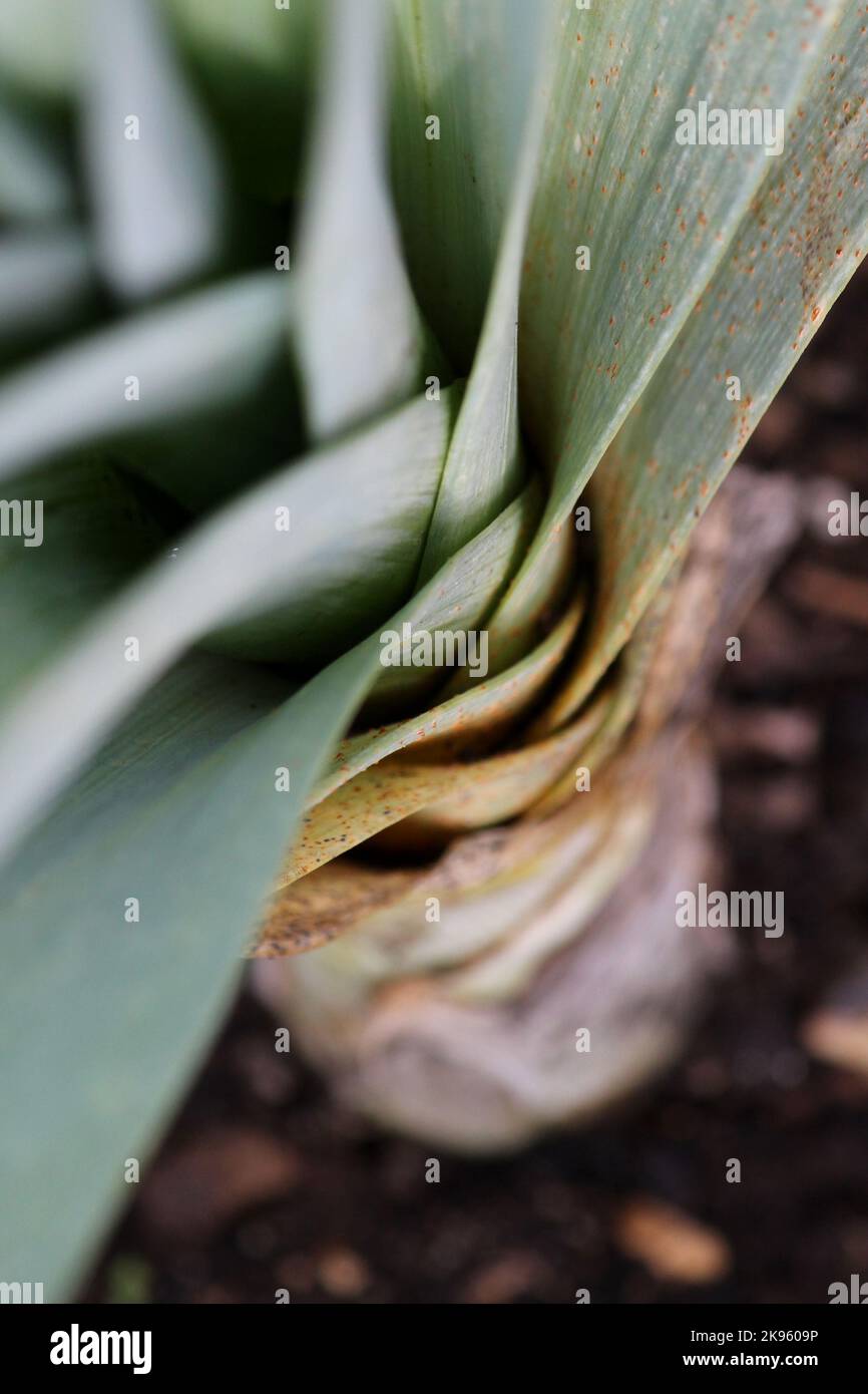 Leek pattern hi-res stock photography and images - Alamy