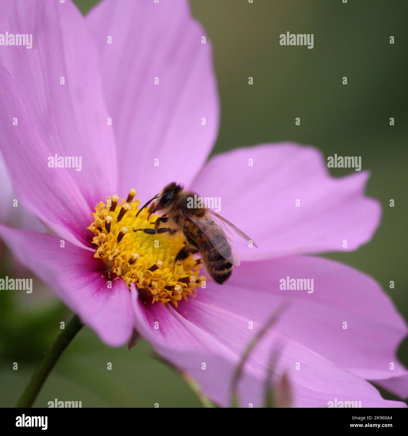 Honey bee on cosmos flower hi-res stock photography and images - Alamy