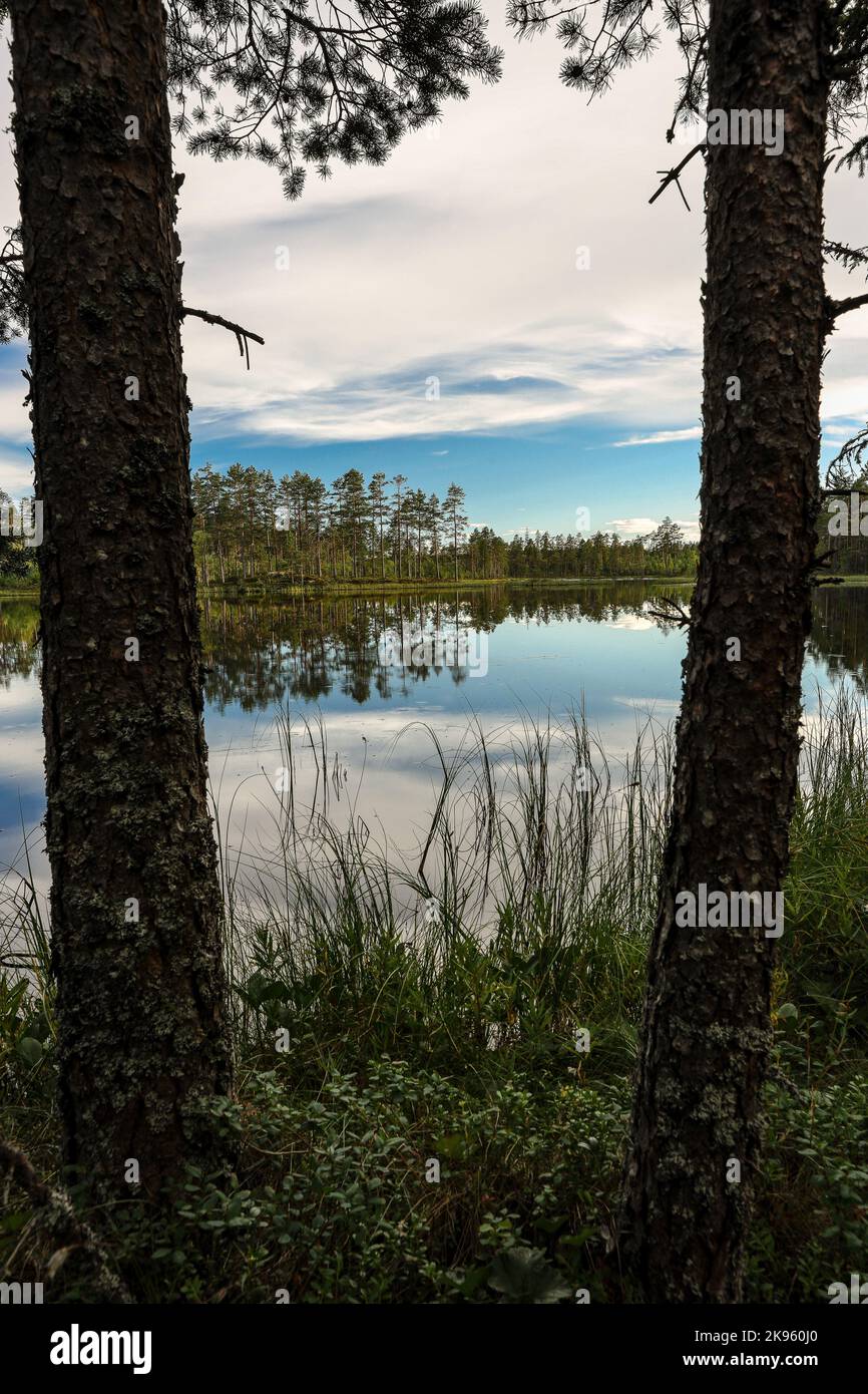 The beautiful forest view with the river and trees reflection on the ...