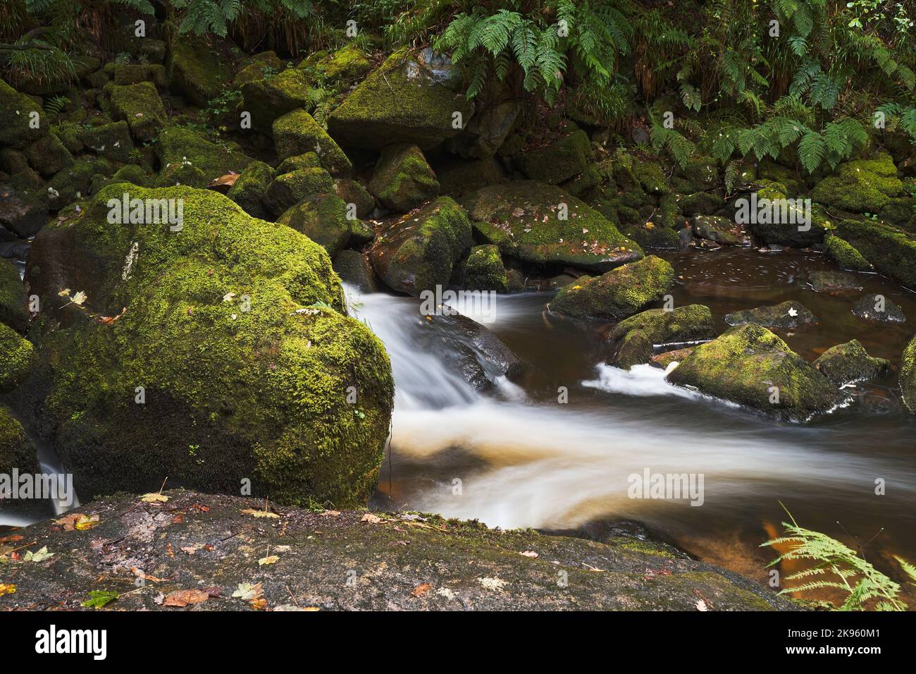 The Golitha Falls form part of the River Fowey. They are a series of ...