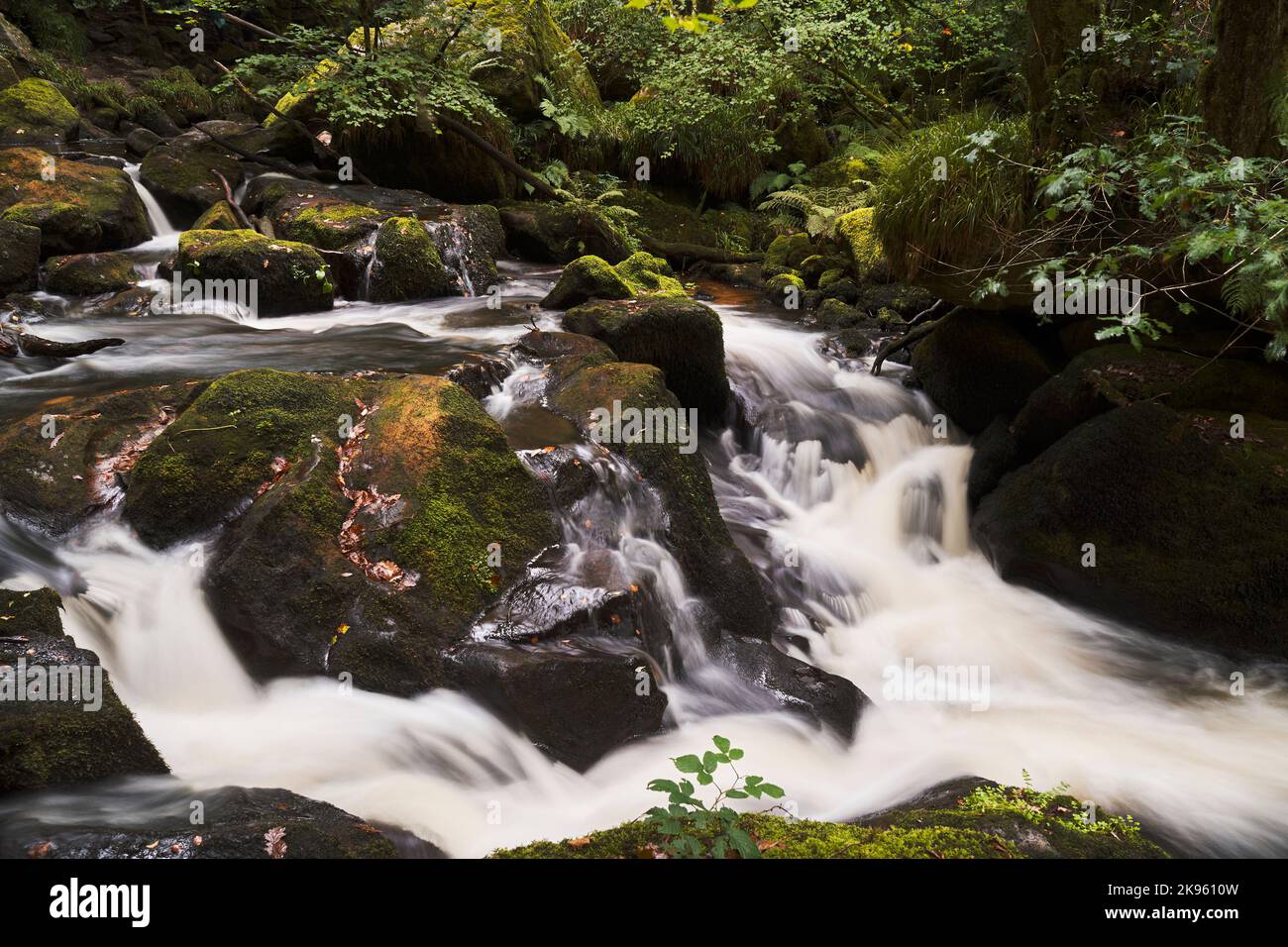 The Golitha Falls form part of the River Fowey. They are a series of ...