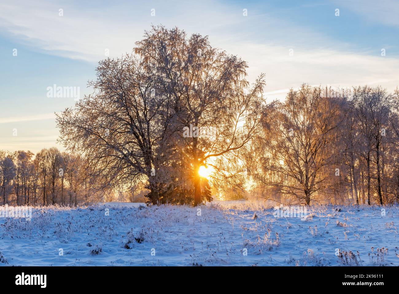 Sunbeam winter trees through hoarfrost hi-res stock photography and ...
