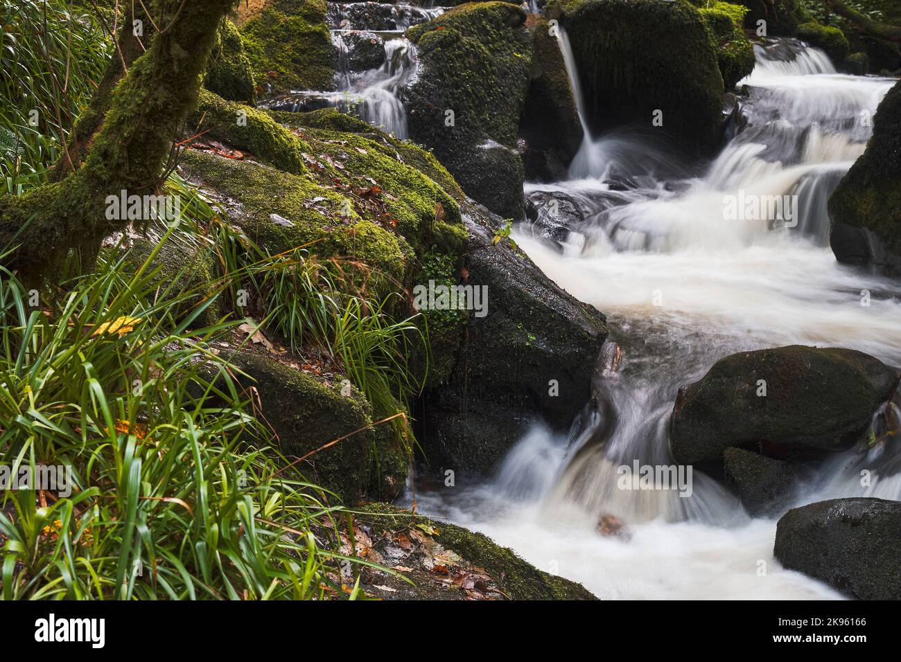 The Golitha Falls form part of the River Fowey. They are a series of ...