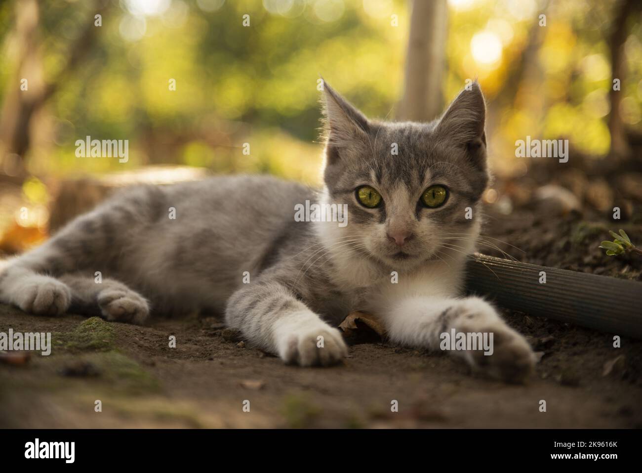 Beautiful and adorable cat laying down Stock Photo - Alamy