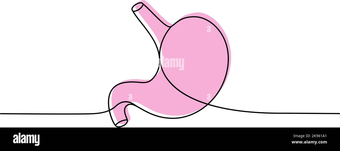 Human stomach one line colored continuous drawing. Human organ ...