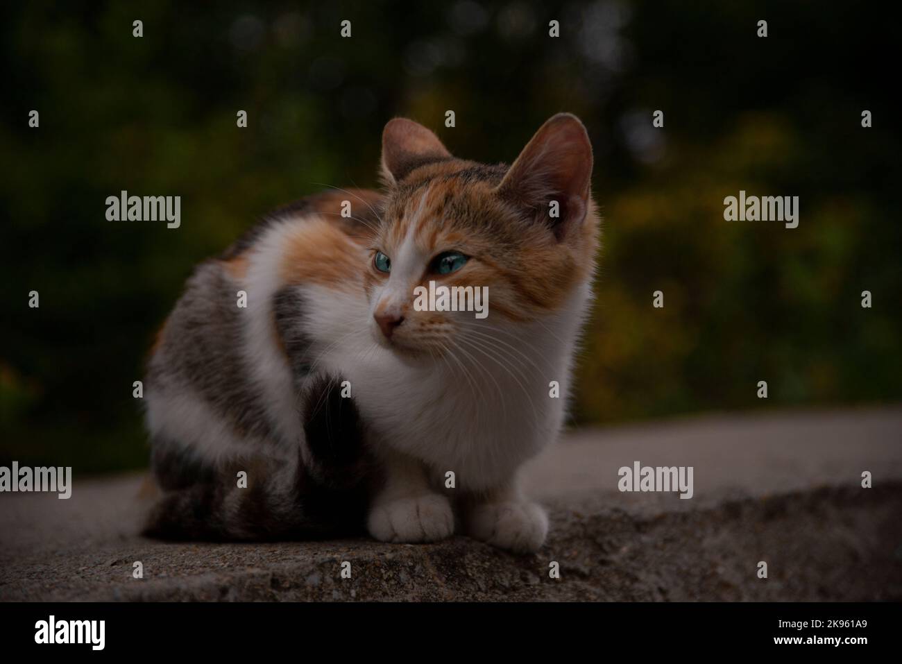 Cat laying side hi-res stock photography and images - Alamy