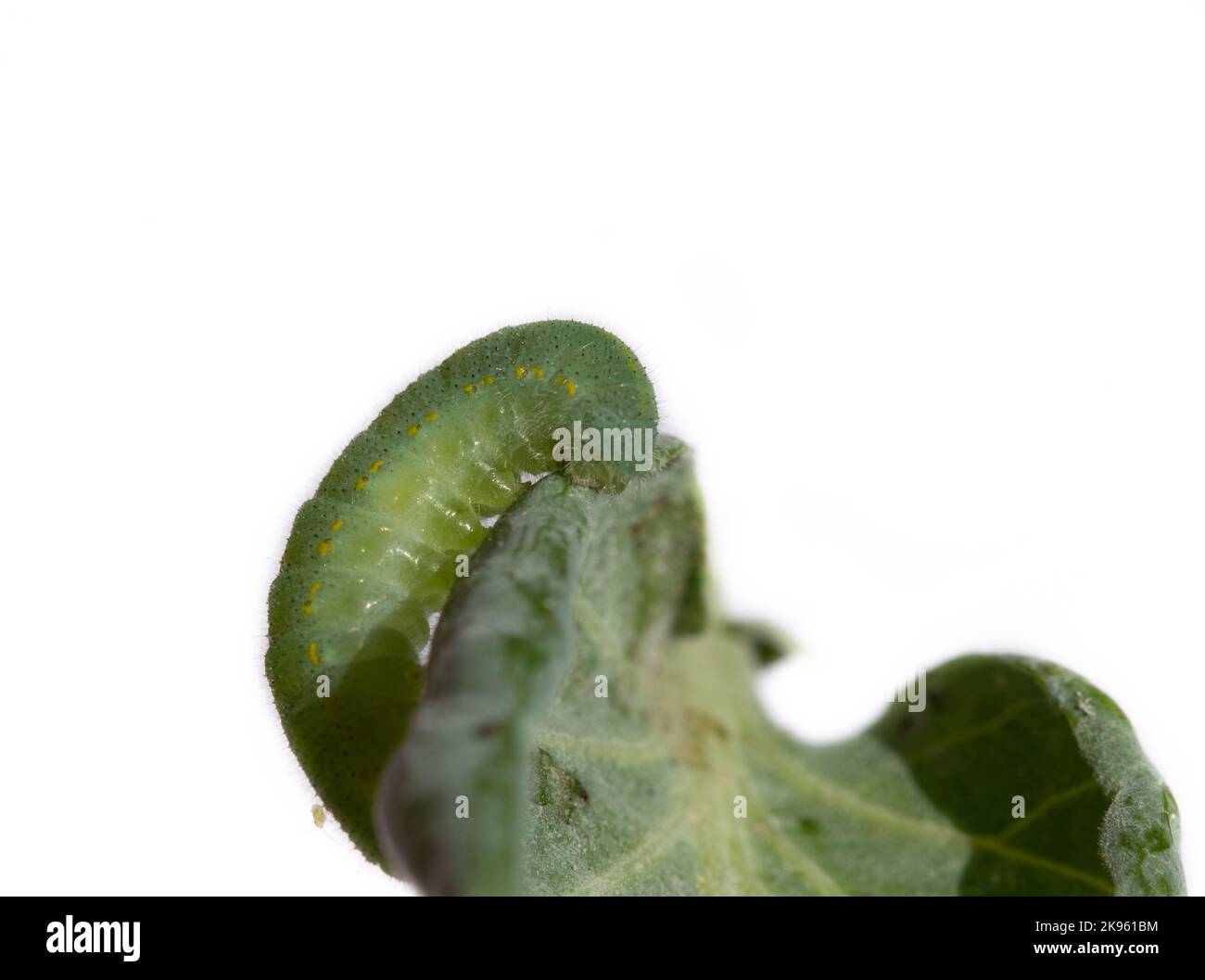 A closeup of green caterpillar on a leaf isolated in white background ...