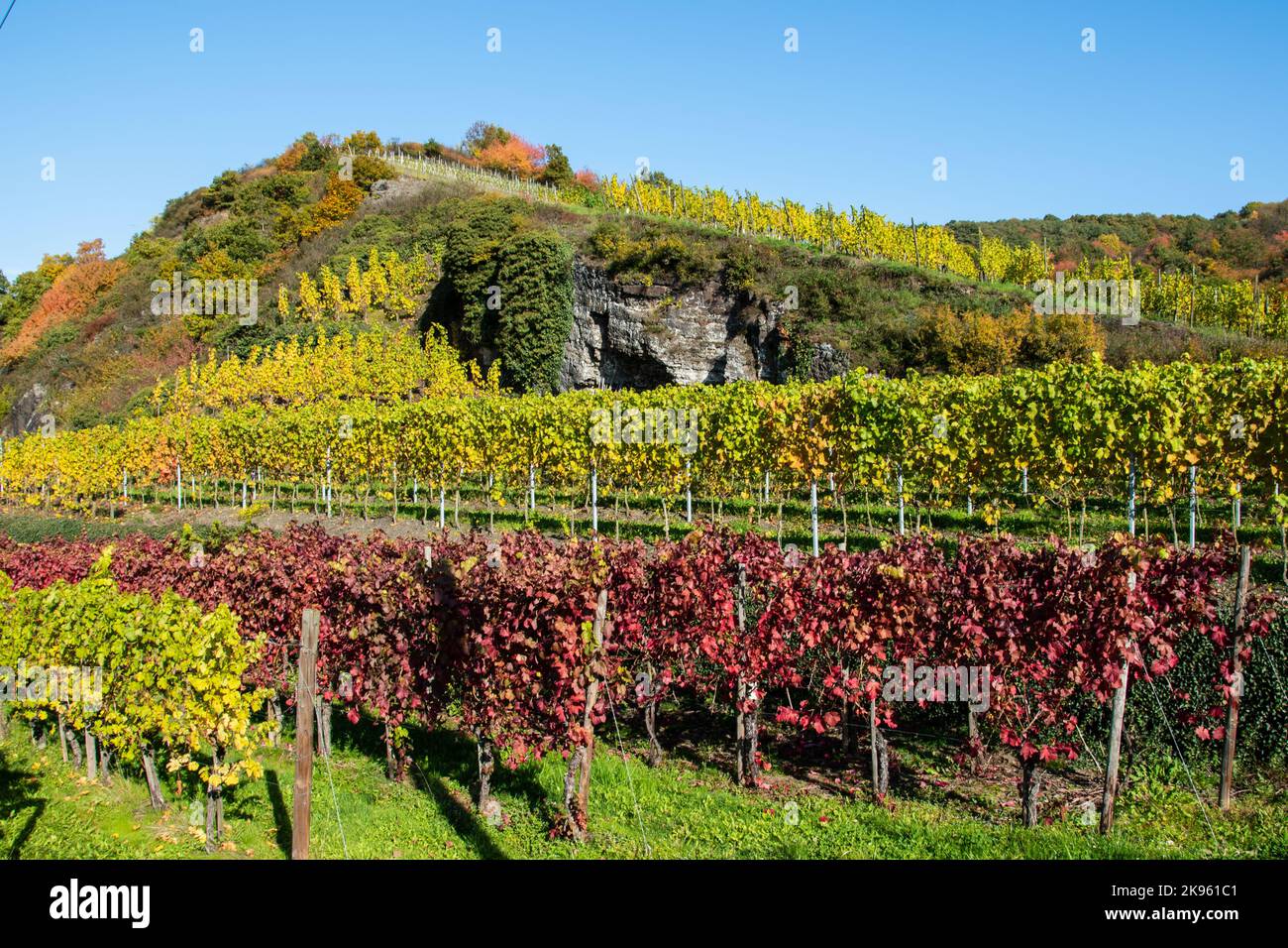 An aerial view of vineyard in background of hill with trees Stock Photo ...
