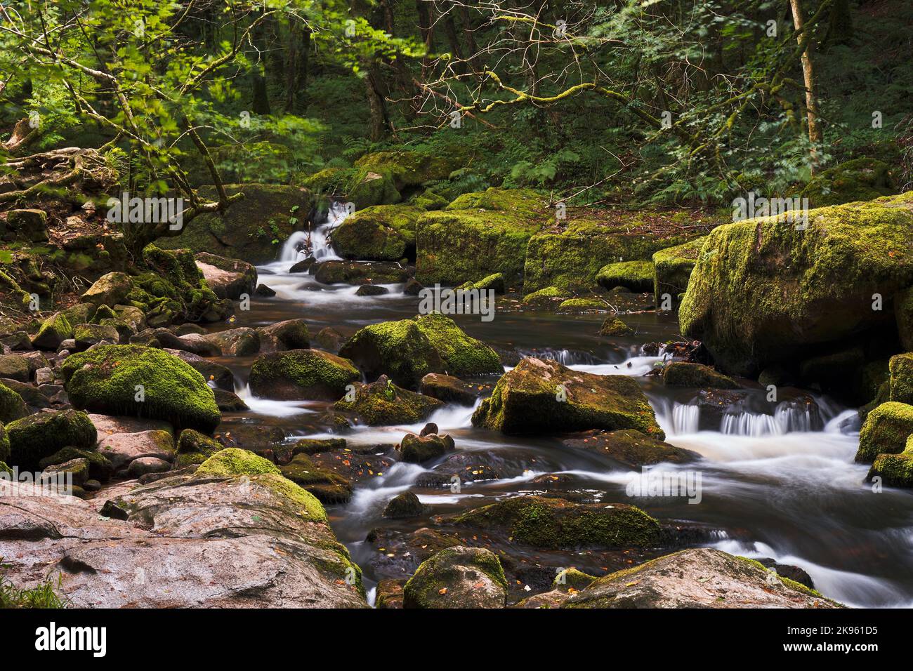 The Golitha Falls form part of the River Fowey. They are a series of ...