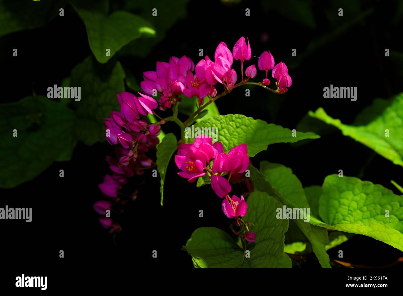 Beautiful Mexican creeper flowers blooming among green leaves in the ...