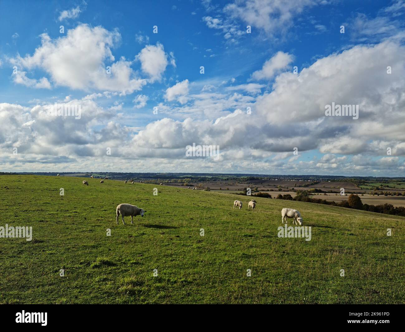 Animal british hill farming hi-res stock photography and images - Alamy