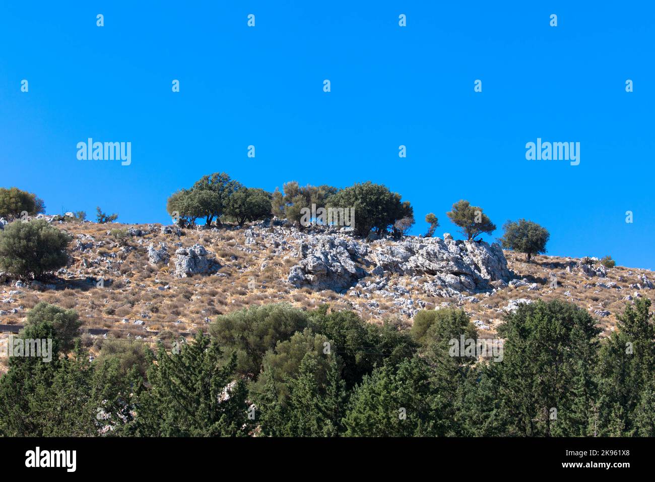 Olive trees in a typical Greek landscape. Dry climate and sunny blue ...