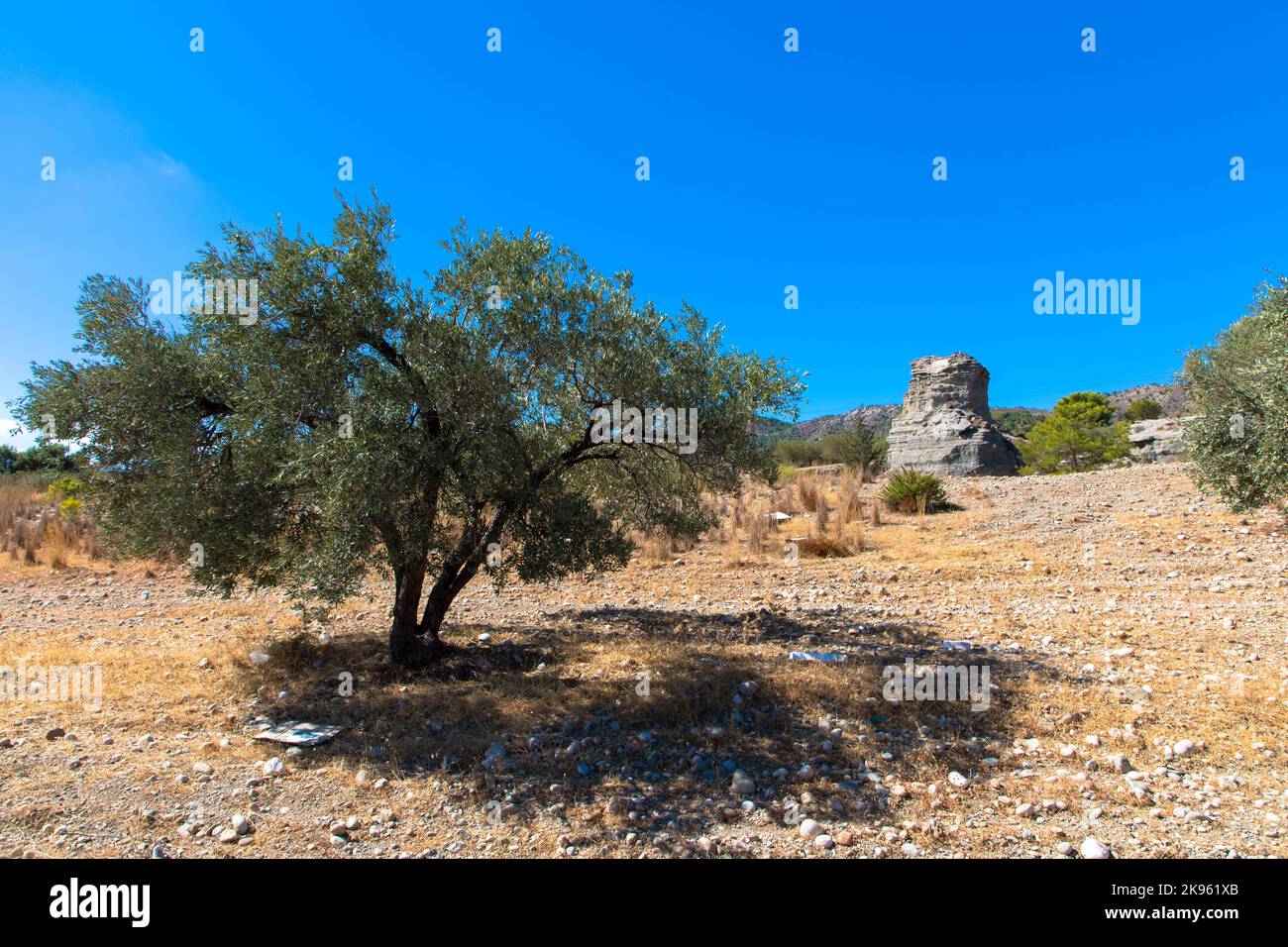 Olive tree in a typical greek landscape. Arid climate and sunny blue ...