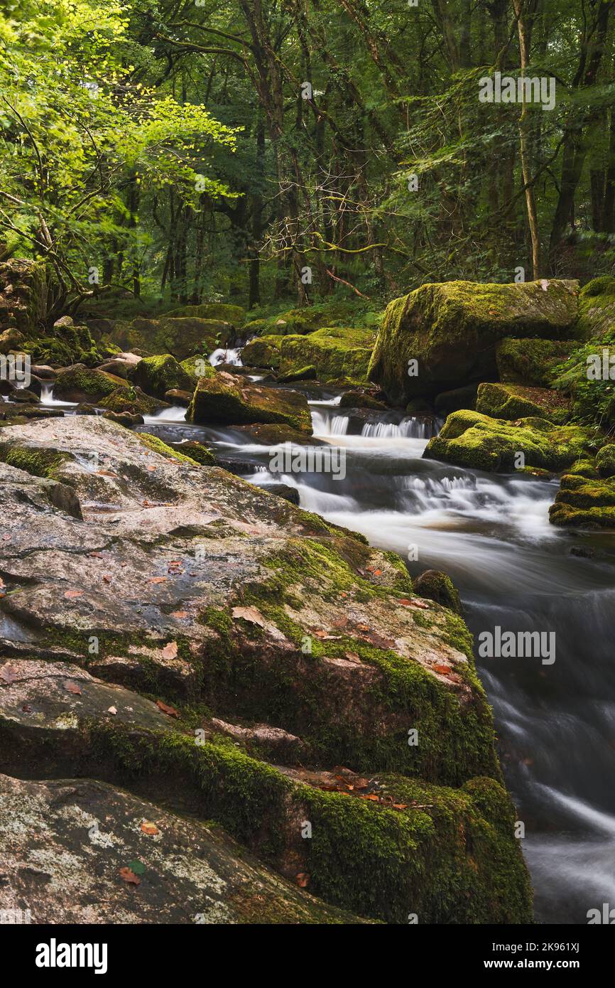 The Golitha Falls form part of the River Fowey. They are a series of ...