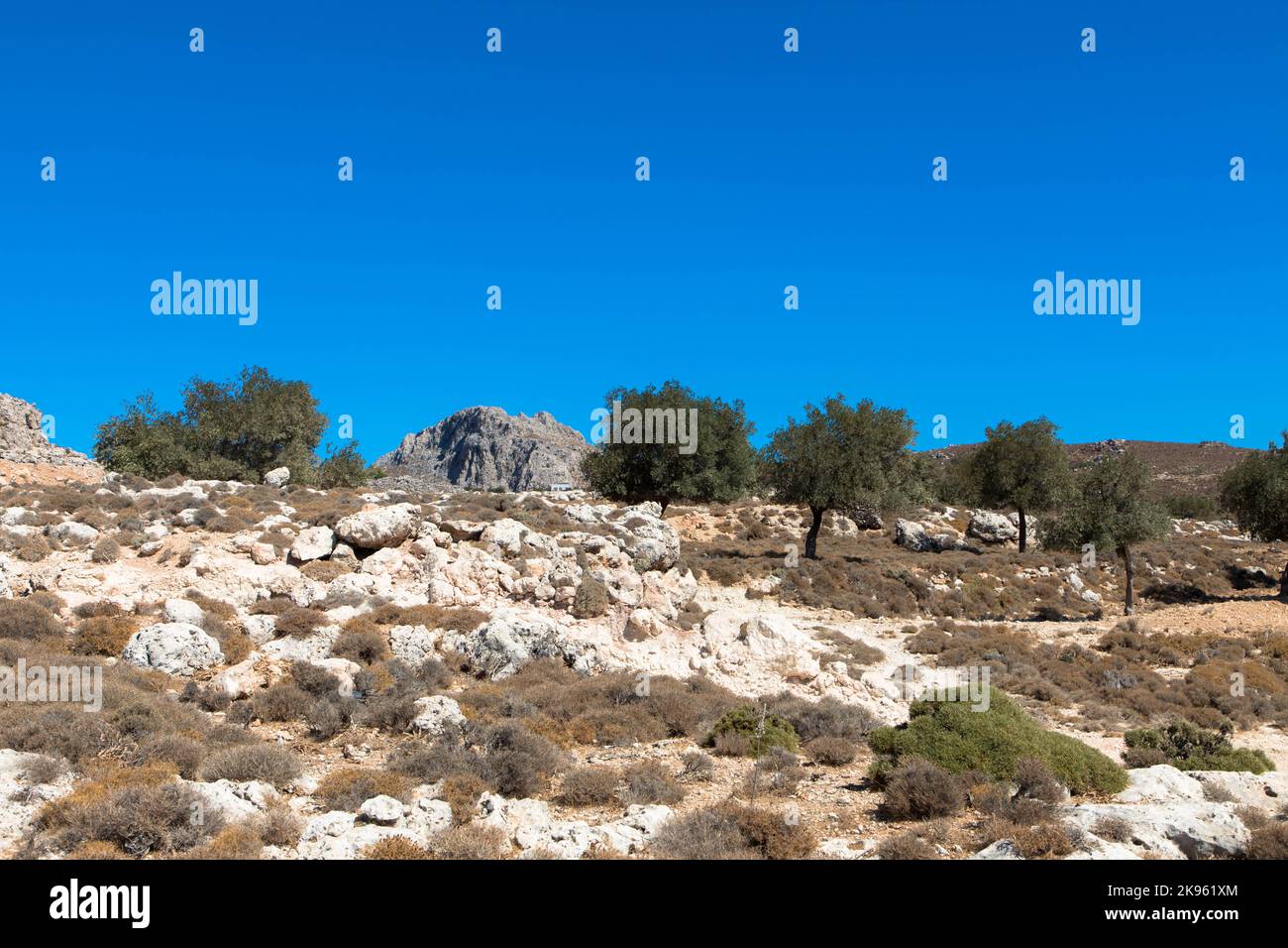Olive trees in a typical Greek landscape. Dry climate and sunny blue ...