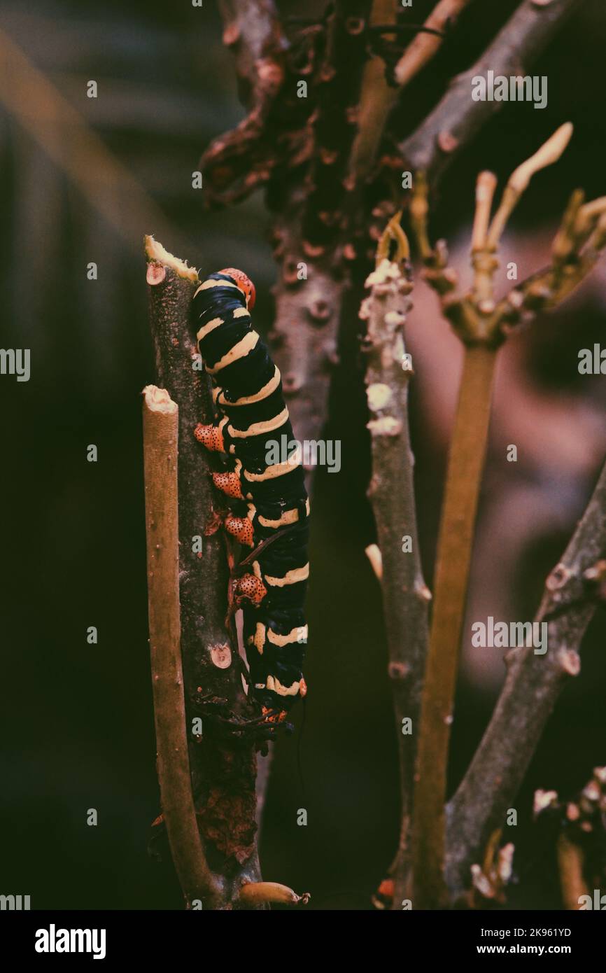 A vertical closeup of a giant gray sphinx (Pseudosphinx tetrio) on a ...