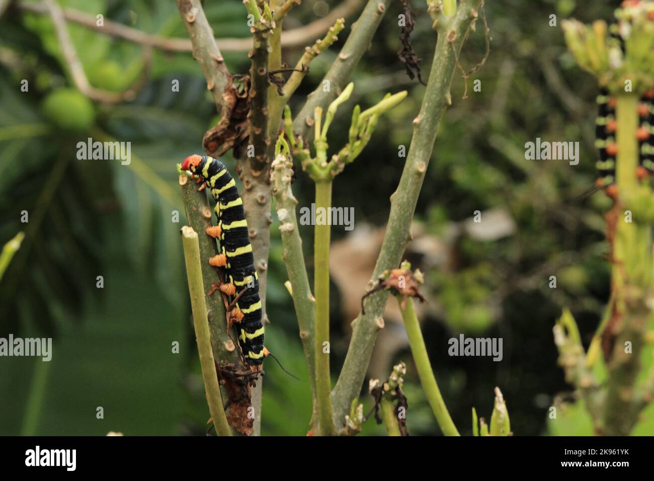 A closeup of a giant gray sphinx (Pseudosphinx tetrio) on a green plant ...