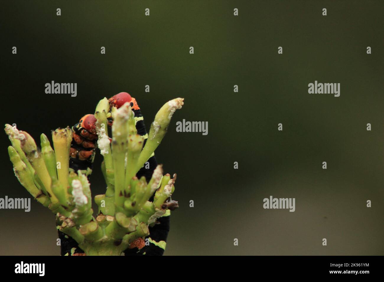 A closeup of a giant gray sphinx (Pseudosphinx tetrio) on a green plant ...