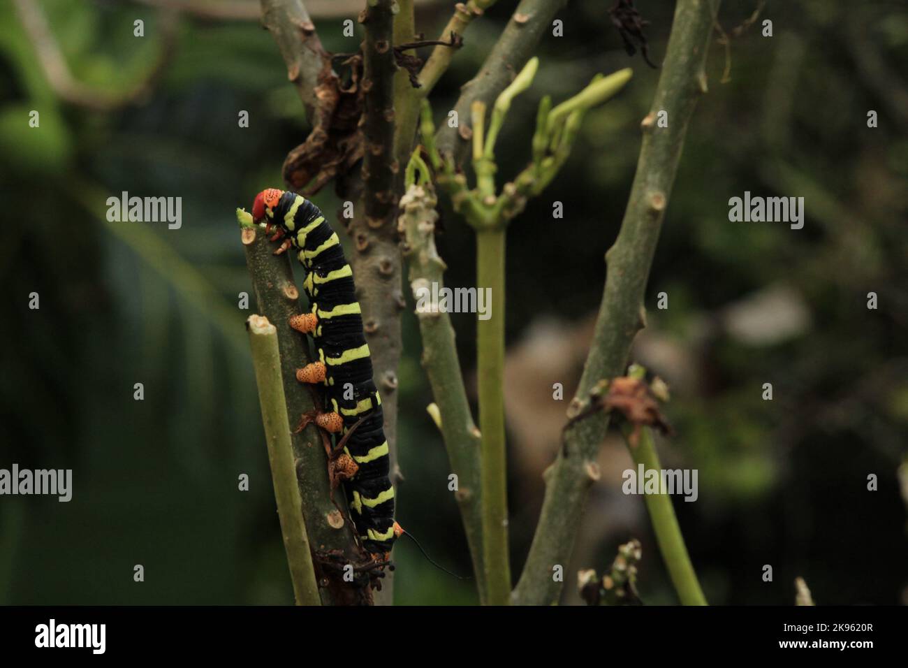 A closeup of a giant gray sphinx (Pseudosphinx tetrio) on a green plant ...