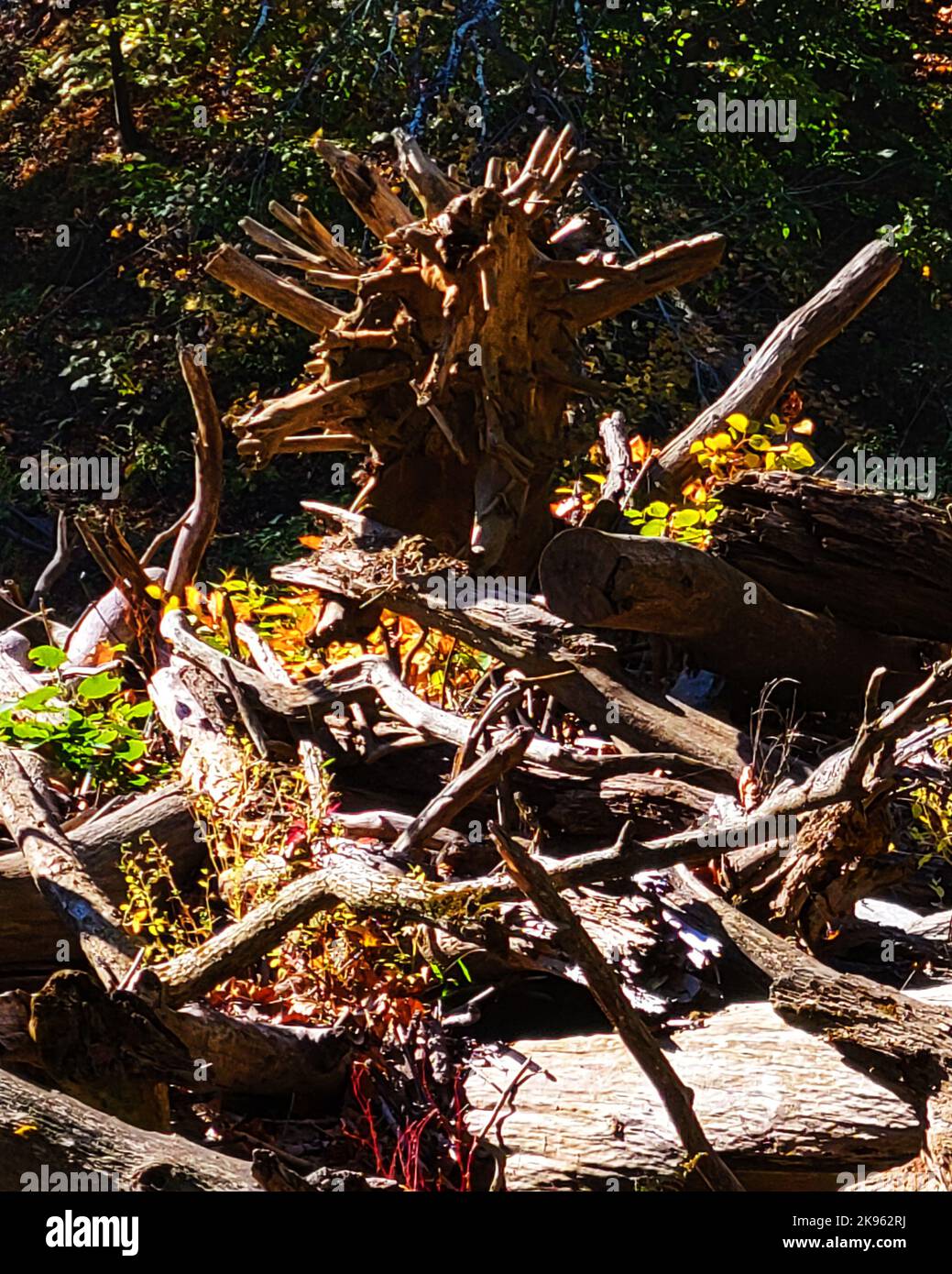 Beech tree woodland ohio deciduous hi-res stock photography and images ...