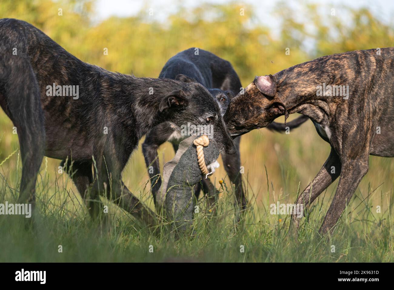 Three Spanish greyhound dogs fighting each other outdoors Stock Photo ...