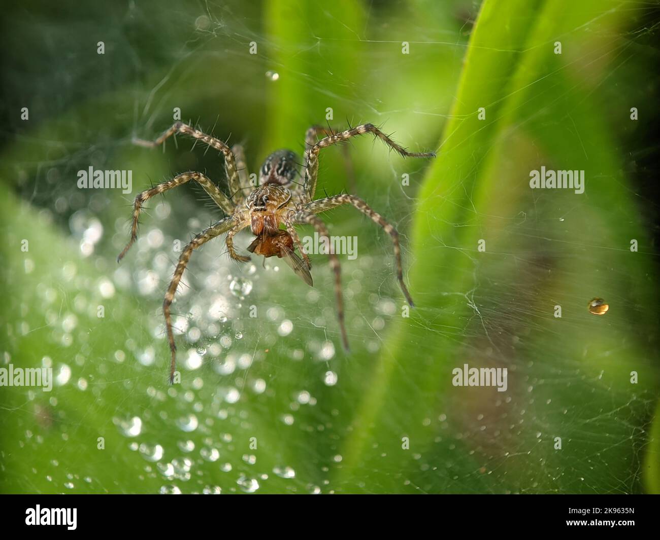The macro view of a Diving bell spider eating a bug on the web Stock ...