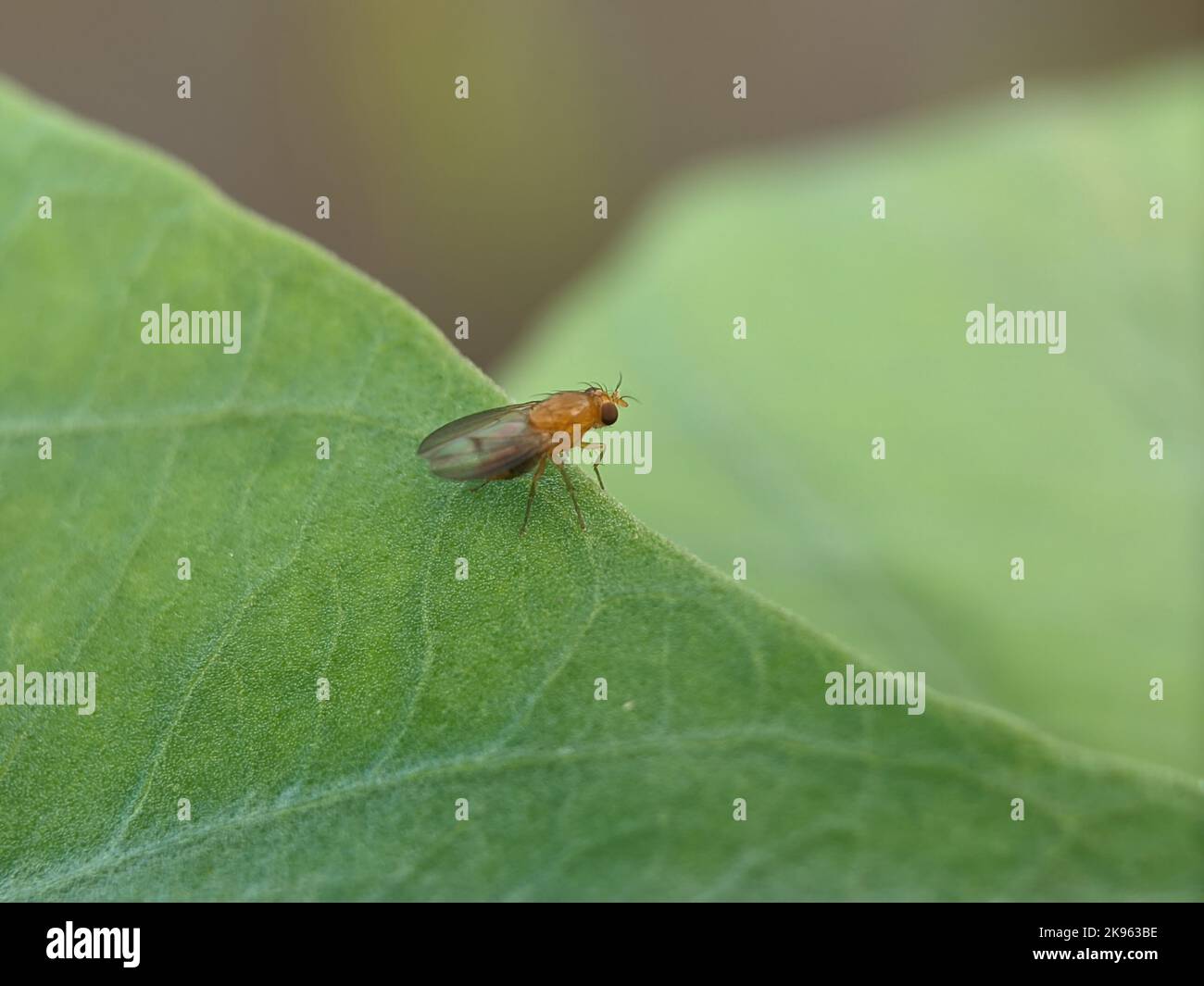 The high-angle macro view of a common fruit fly on a green leaf Stock ...