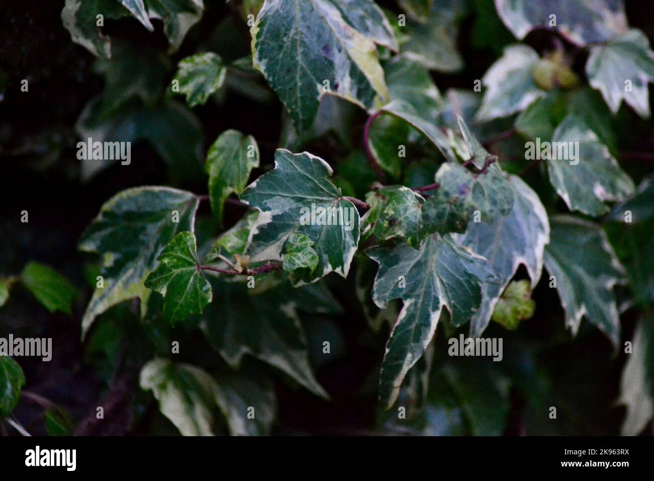 A closeup of green Algerian ivy (Hedera algeriensis Stock Photo - Alamy