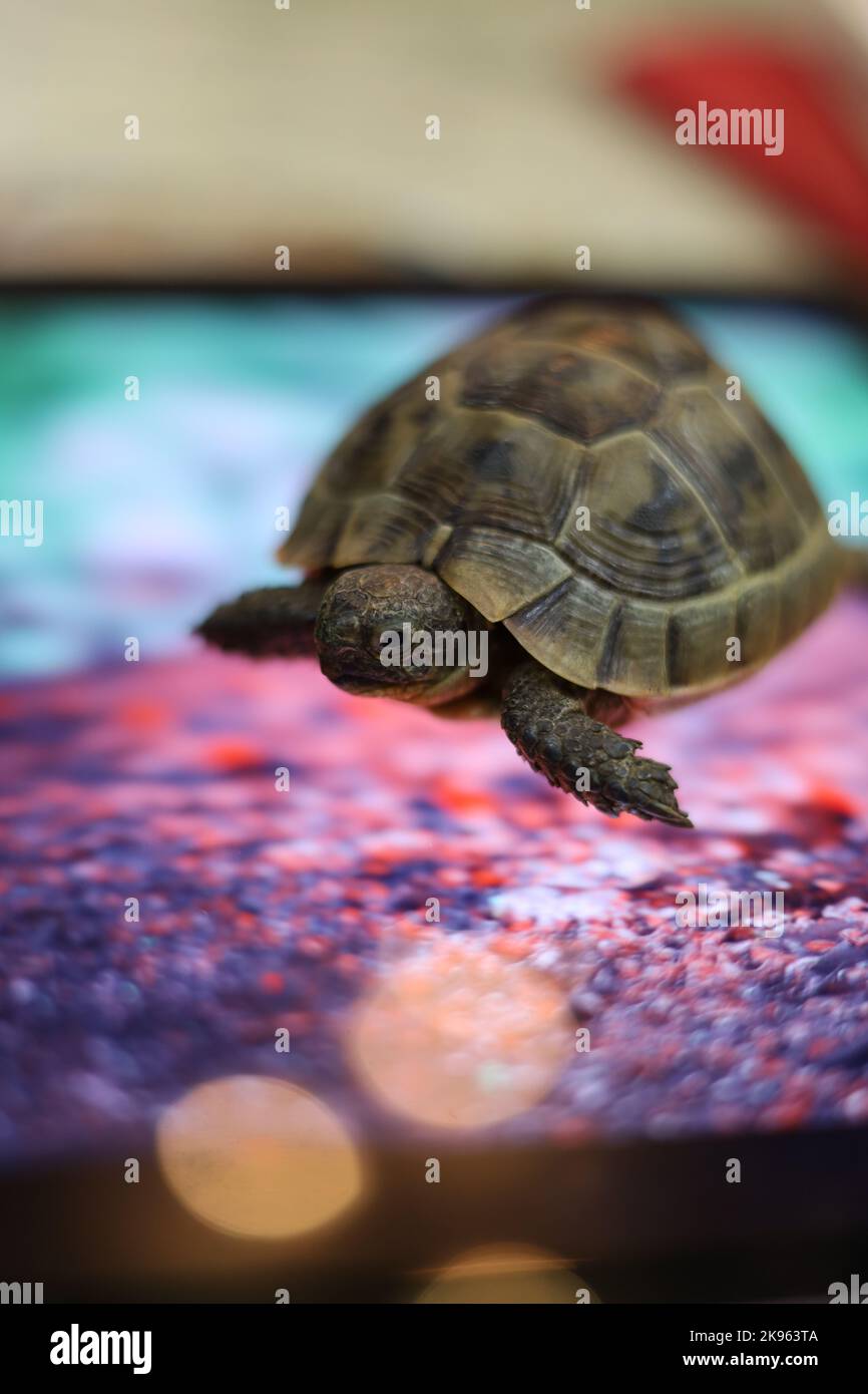 A vertical closeup of a tortoise swimming in an aquarium Stock Photo ...