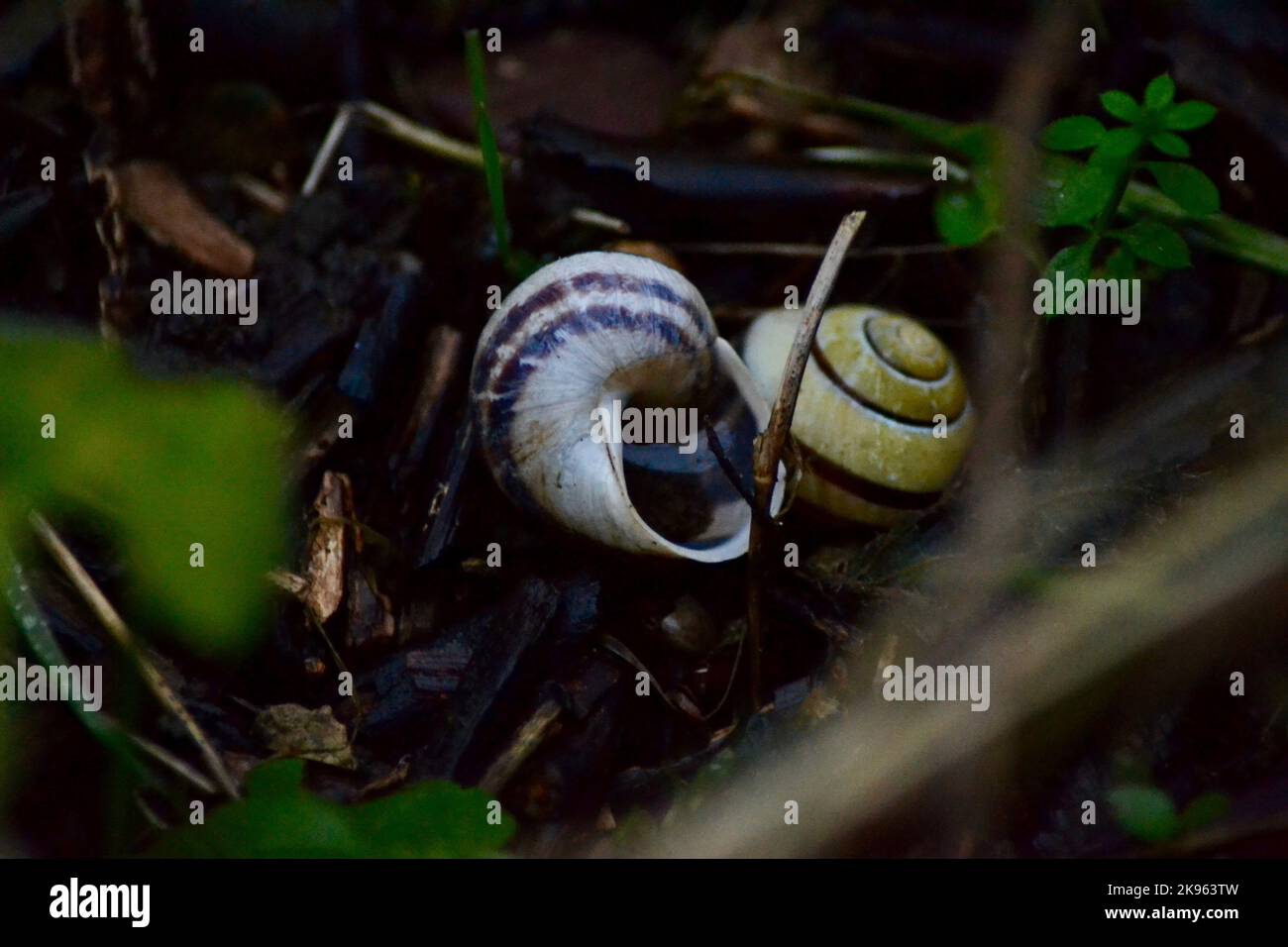 Snail plants hi-res stock photography and images - Alamy