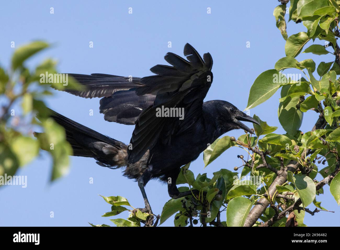 A close-up shot of a crow landing on a tree branch Stock Photo - Alamy