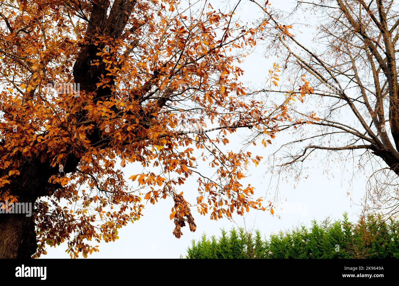 Low angle view of autumn tree with branch and yellow and orange leaves ...