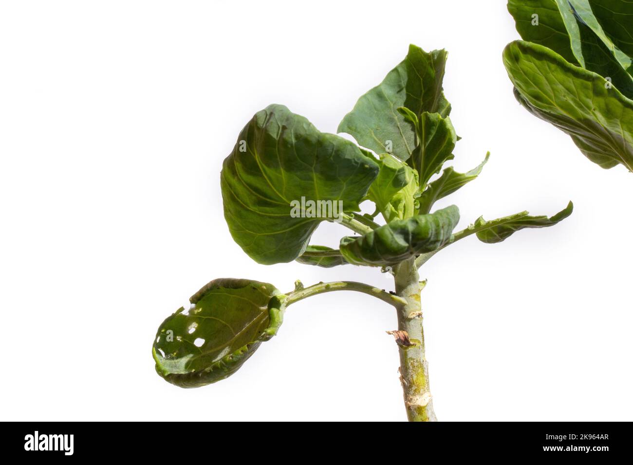 A close-up shot of damaged brussels sprout leaves on a white background ...