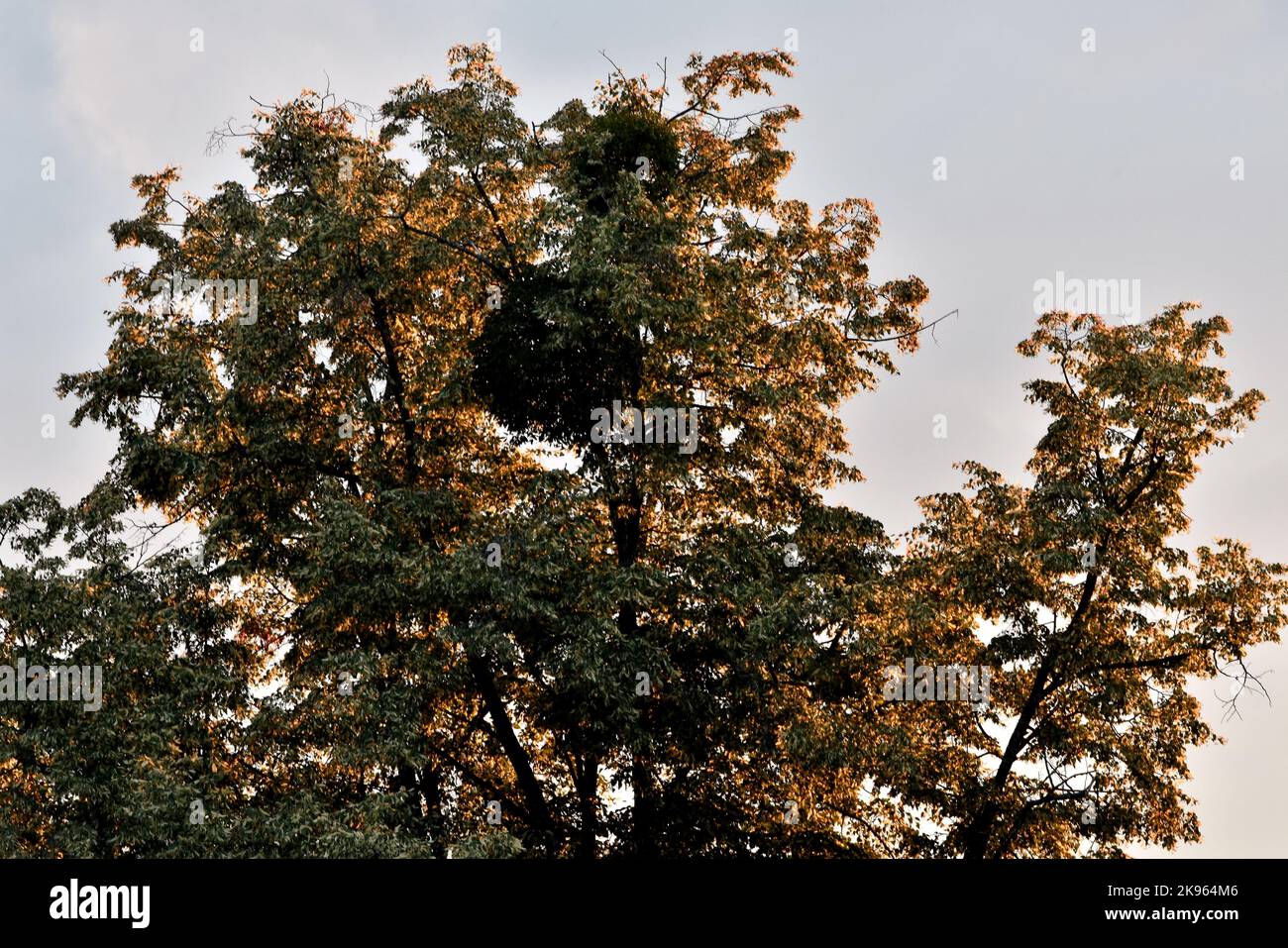 The beautiful deciduous green tree tops in sunset sky in forest Stock ...