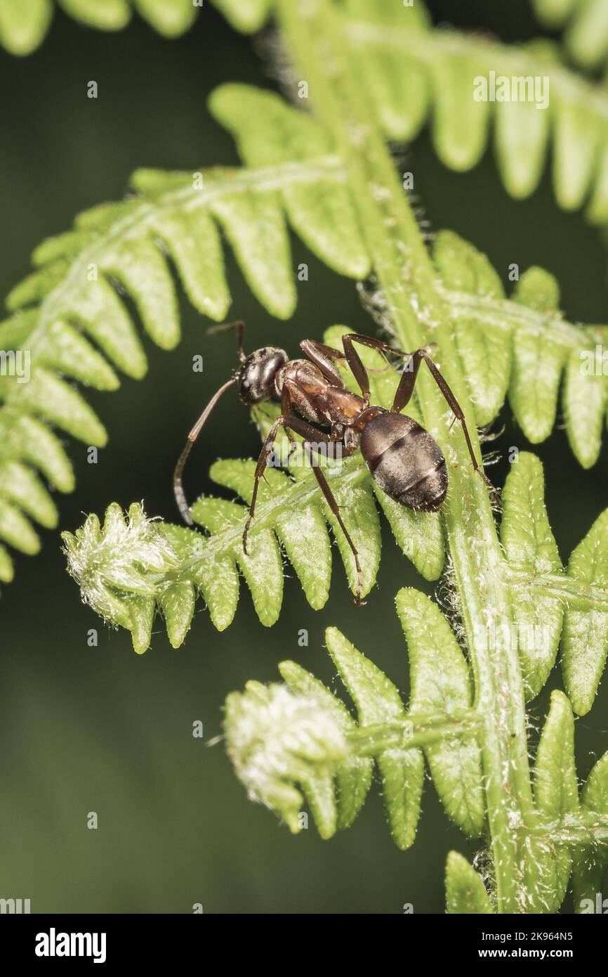 A vertical shot of an ant (Formica cunicularia) sitting on a fern plant ...